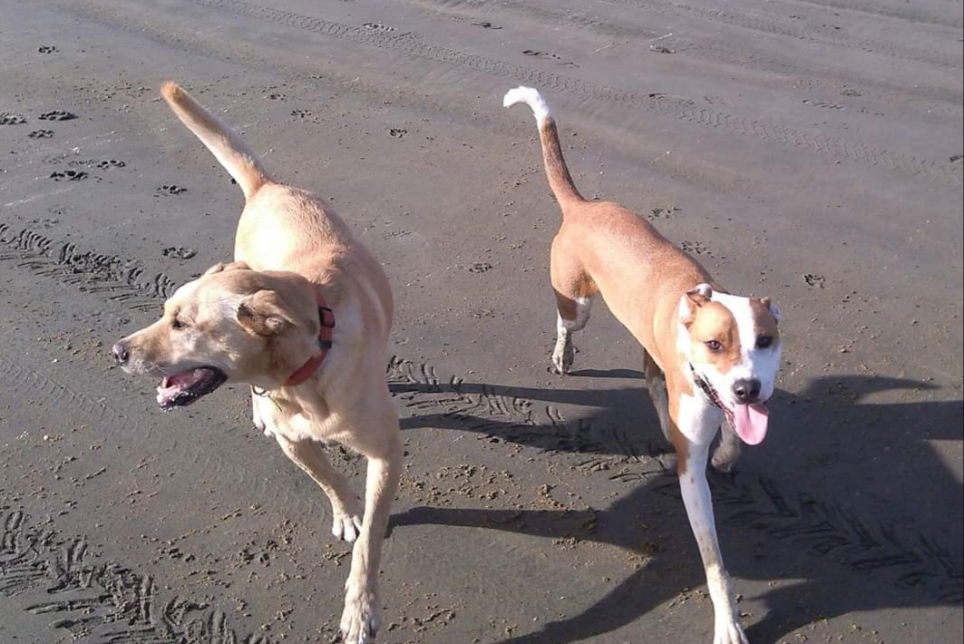 Waggly Tails Dog Walking Service - Kiwis United